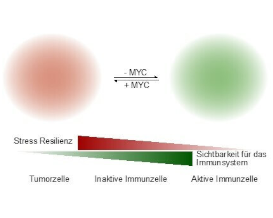 Wiederherstellen der Immunabwehr im MYC-getriebenen ...