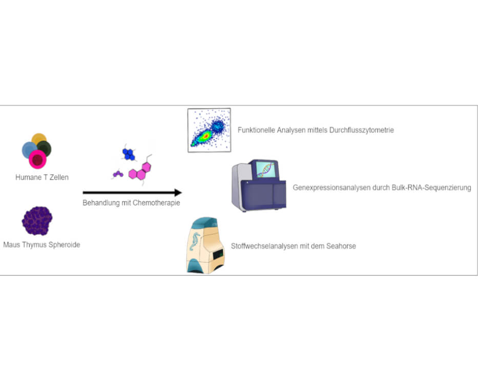 Chemotherapie-induzierte Thymusschädigung und ihre Konsequenzen ...