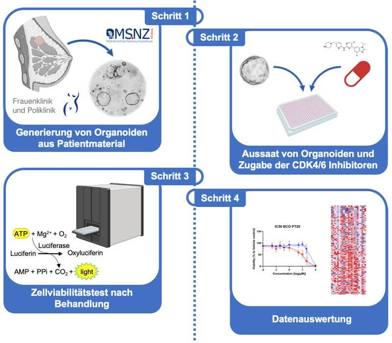 Organoid-Modelle zur Bestimmung der Wirksamkeit von CDK4/6-Inhibitoren ...
