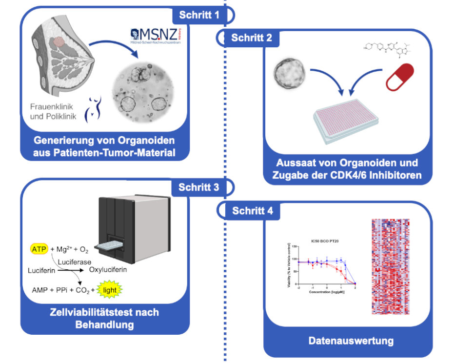 Organoid-Modelle zur Bestimmung der Wirksamkeit von CDK4/6-Inhibitoren ...