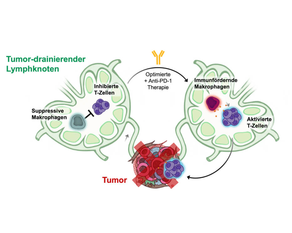 Verbesserung der Immuntherapie durch gezielte Manipulation von ...